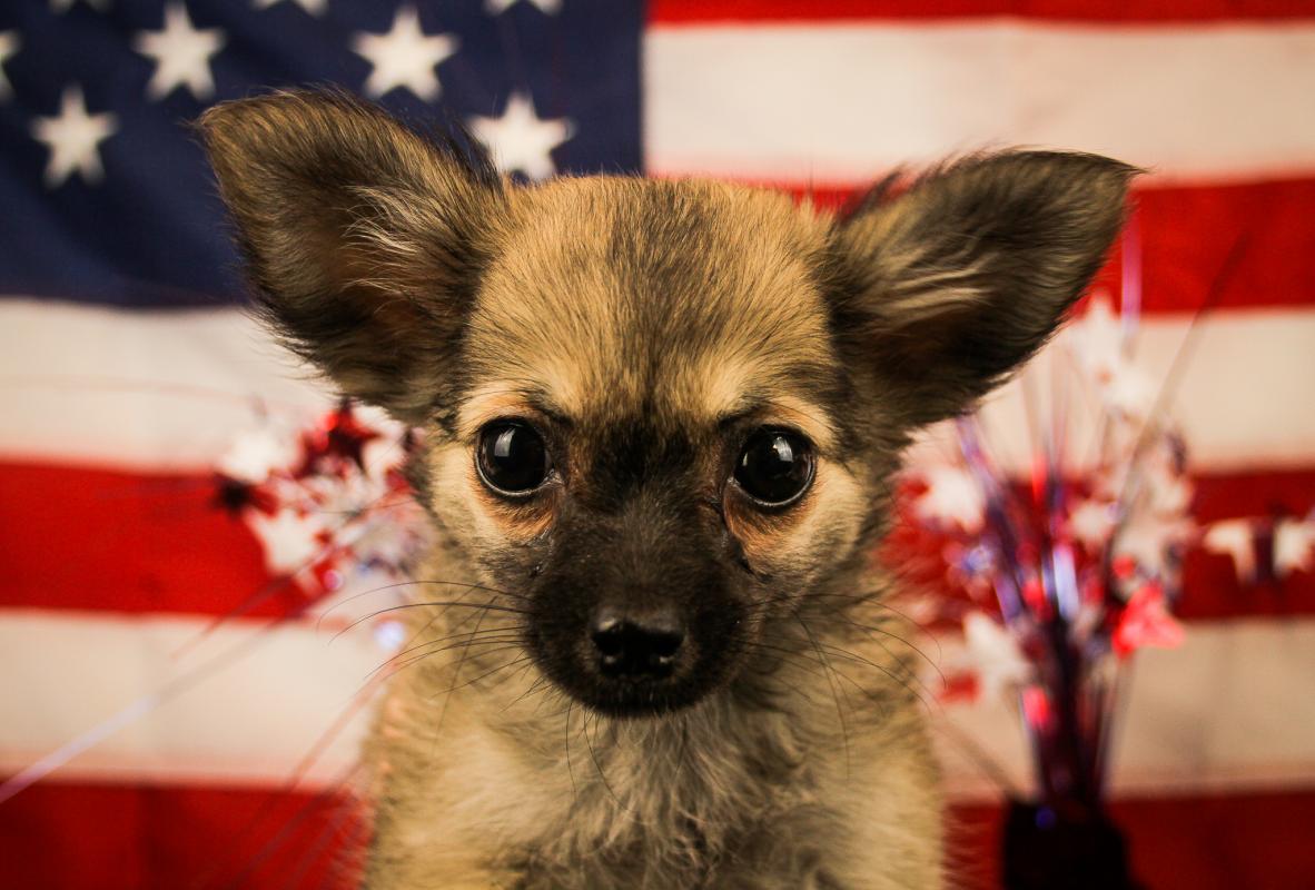 CHIHUAHUA-DOG-Female-FAWN-14371-Frontier Pets
